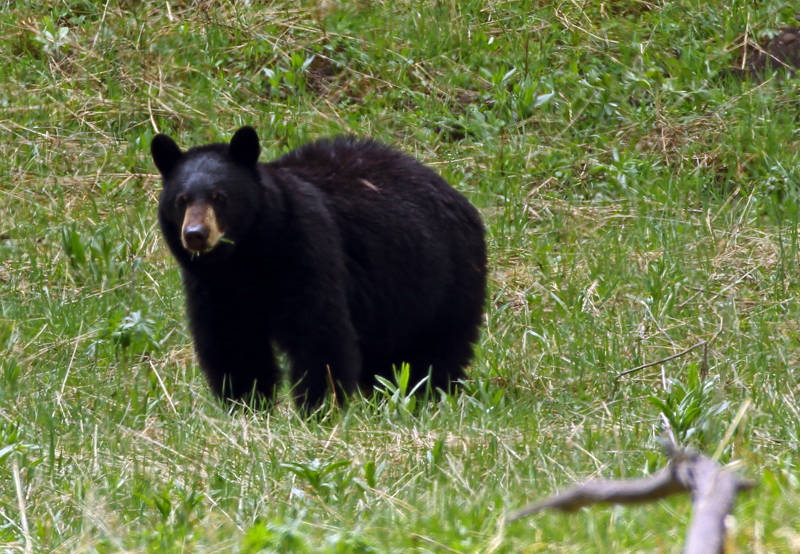 Crop Damage Estimation