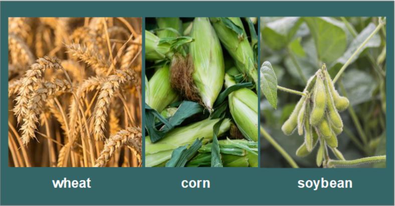 Best Crop for the Money