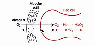 Diffusion Capacity Components