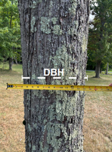 Tree Basal Area from Circumference
