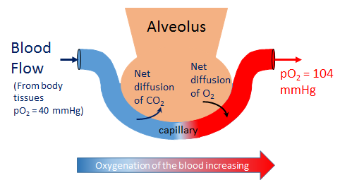 Alveolar gas equation
